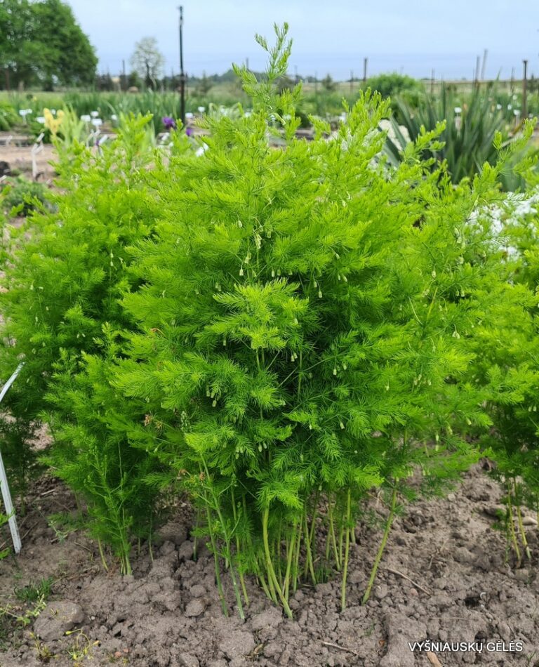 Asparagus tenuifolius - Vyšniauskų gėlės