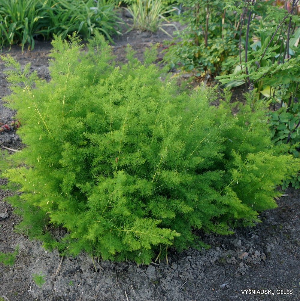 Asparagus tenuifolius - Vyšniauskų gėlės