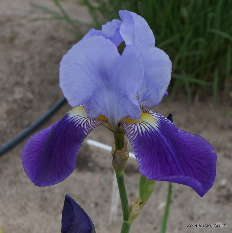 Iris × germanica var. macedonica - Vyšniauskų gėlės