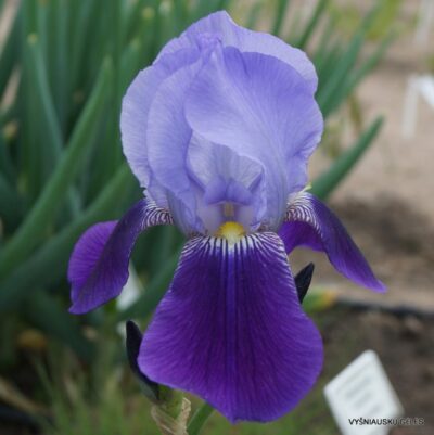 Iris × germanica var. macedonica - Vyšniauskų gėlės