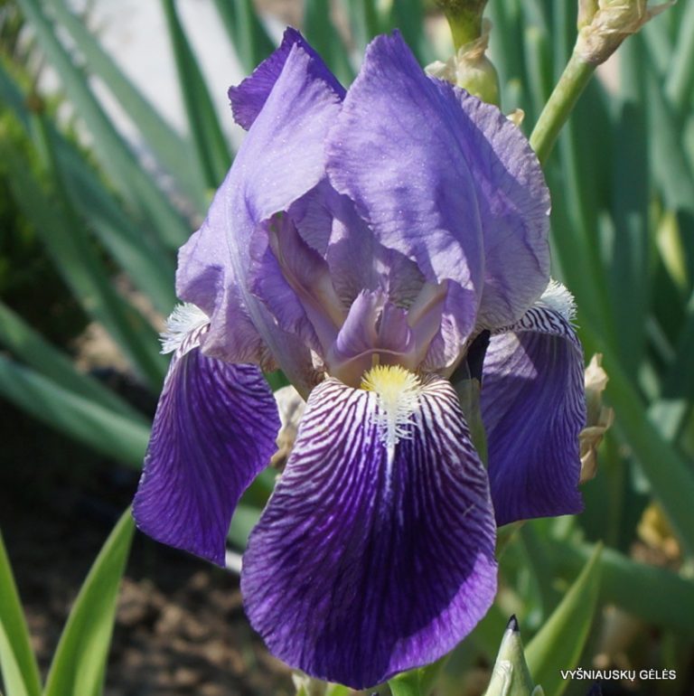 Iris × neglecta - Vyšniauskų gėlės