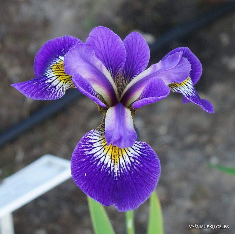 Iris × robusta ‘For Jay’ - Vyšniauskų gėlės