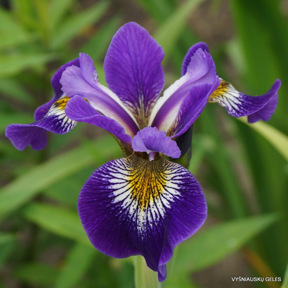 Iris × robusta ‘For Jay’ - Vyšniauskų gėlės