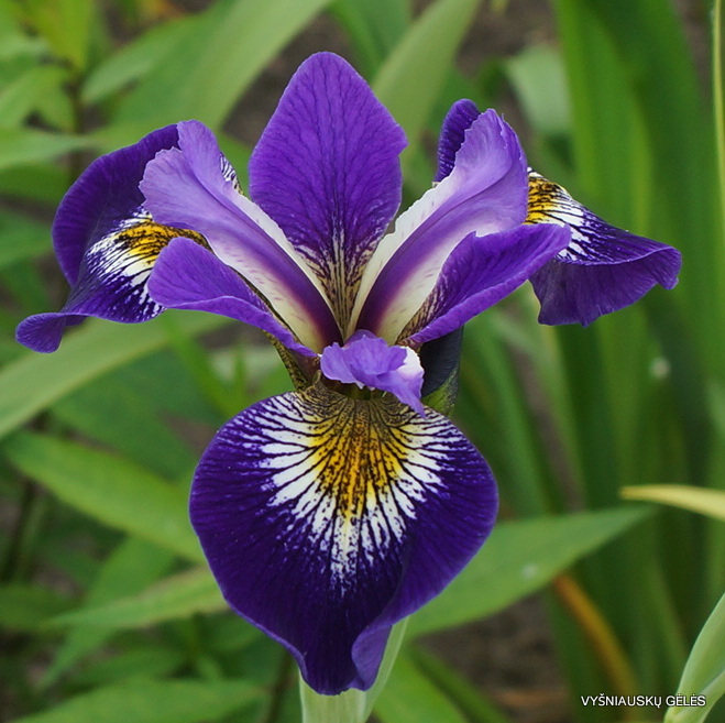 Iris × robusta ‘For Jay’ - Vyšniauskų gėlės