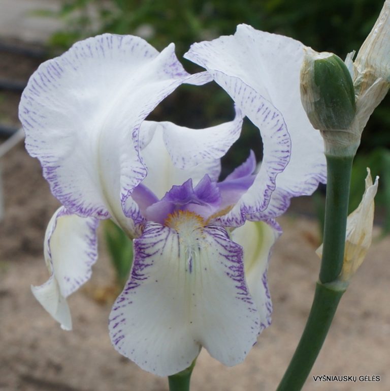Iris × swertii - Vyšniauskų gėlės