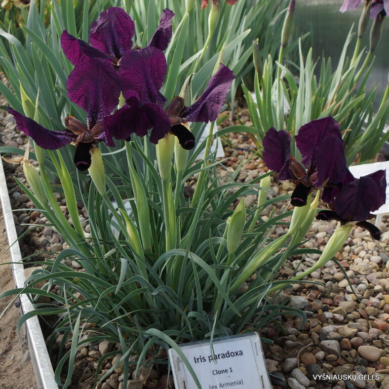 Iris paradoxa f.atrata (clone 1) - Vyšniauskų gėlės