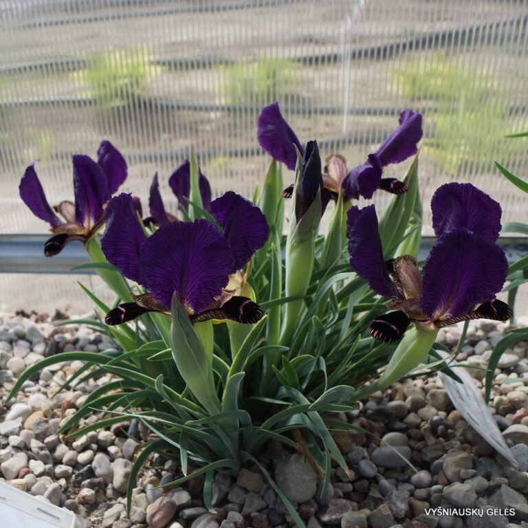 Iris paradoxa f.atrata (clone 3) - Vyšniauskų gėlės
