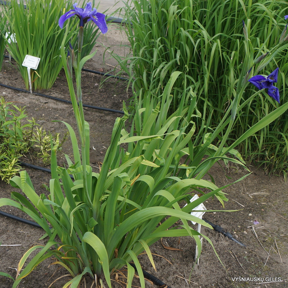 Iris setosa × Iris virginica ‘North To South‘ - Vyšniauskų gėlės