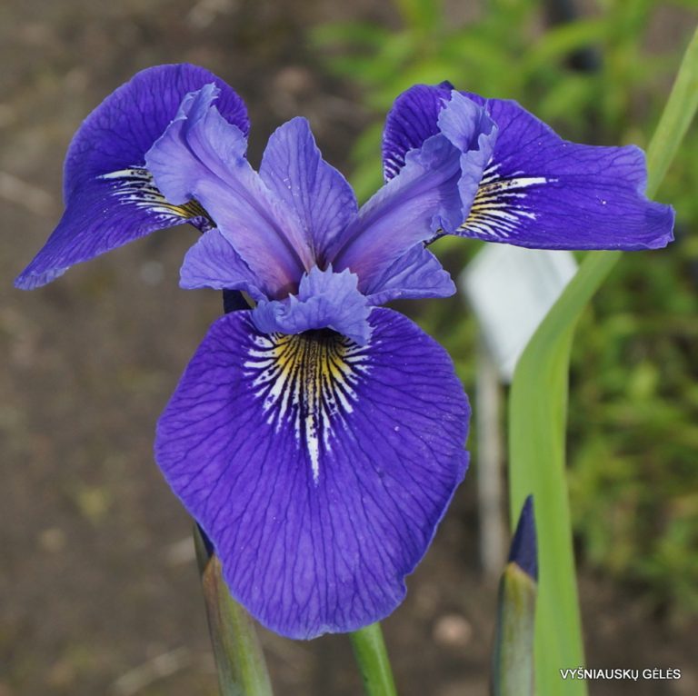 Iris setosa × Iris virginica ‘North To South‘ - Vyšniauskų gėlės