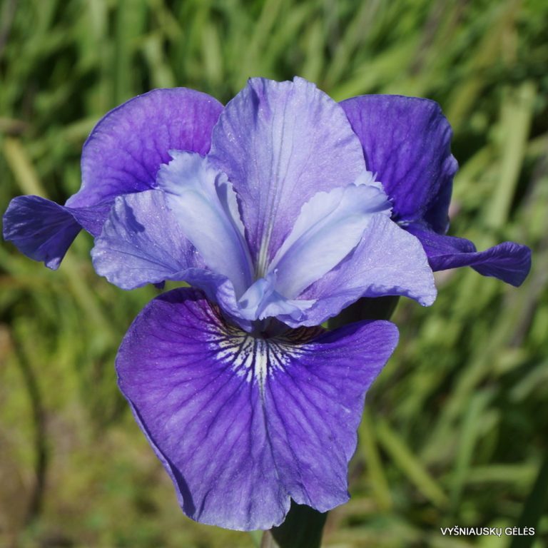 'Lady Walpole’ - Vyšniauskų gėlės