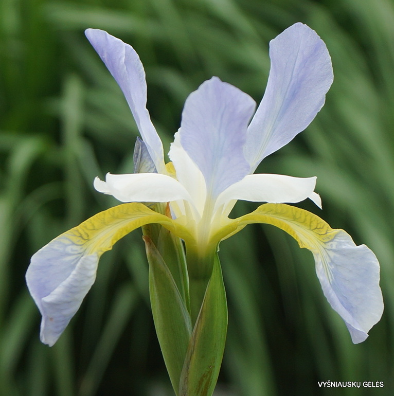 'Mrs. Rowe’ - Vyšniauskų gėlės