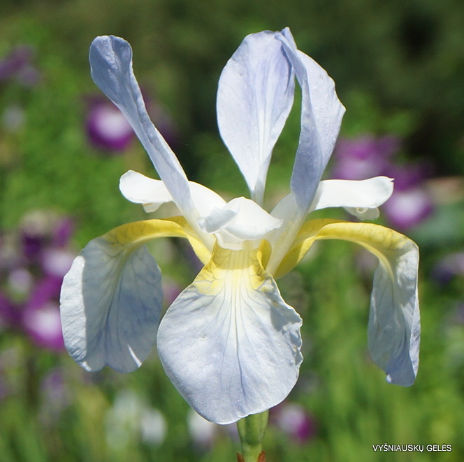 'Mrs. Rowe’ - Vyšniauskų gėlės