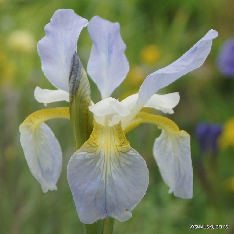 'Mrs. Rowe’ - Vyšniauskų gėlės