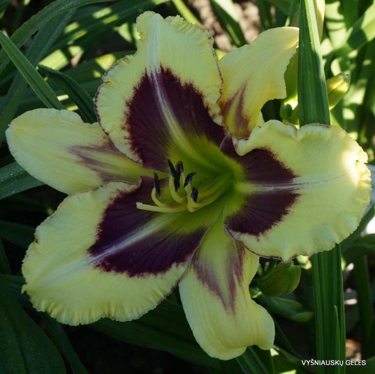 'Heavenly Explosion' - Vyšniauskų gėlės