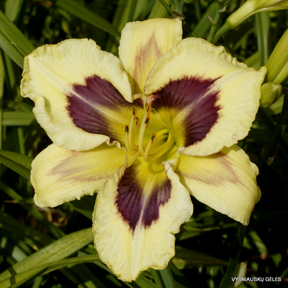 'Heavenly Explosion' - Vyšniauskų gėlės