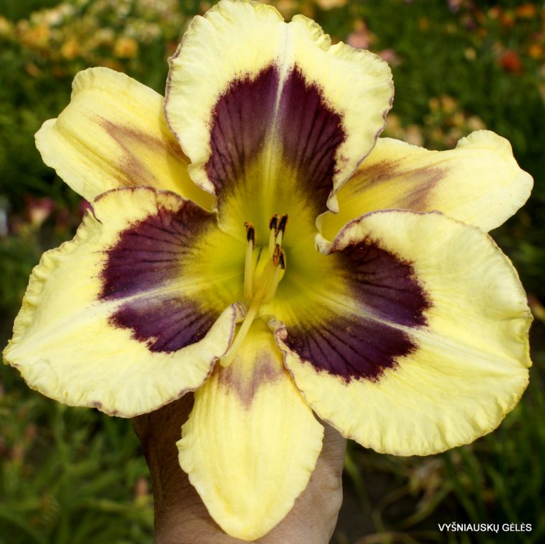 'Heavenly Explosion' - Vyšniauskų gėlės