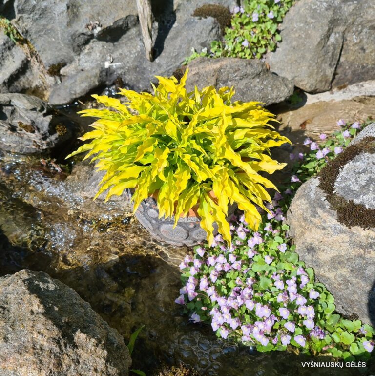 'Dragon Tails' - Vyšniauskų gėlės