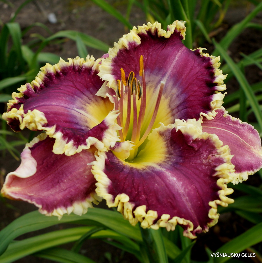 'Apatura Purple Lady’ - Vyšniauskų gėlės