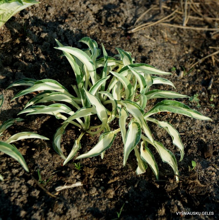 'Little Jay' - Vyšniauskų gėlės