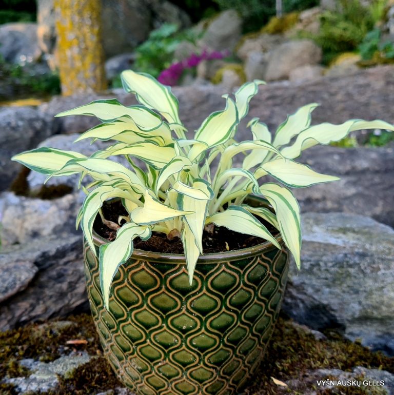 'Little Jay' - Vyšniauskų gėlės