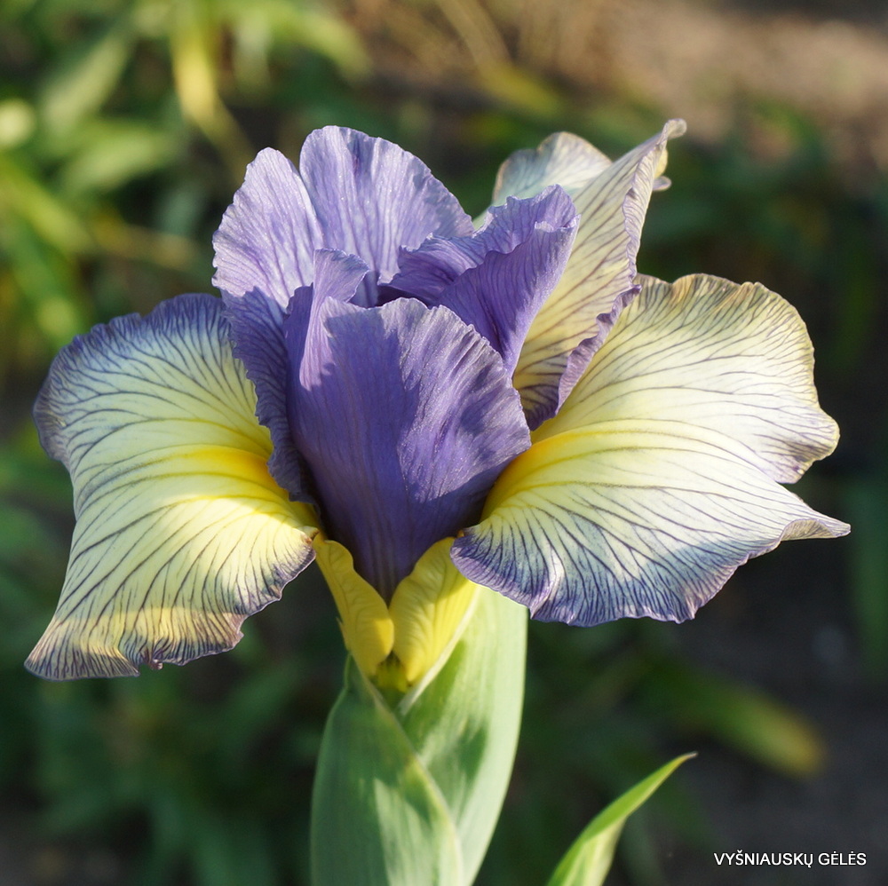 ‘Spadille’ - Vyšniauskų gėlės