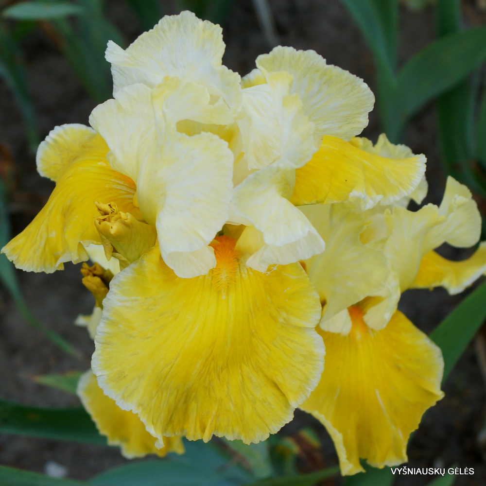 'Canary Delight' - Vyšniauskų gėlės