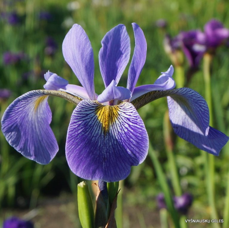 Iris × robusta ‘Gerald Darby’ - Vyšniauskų gėlės