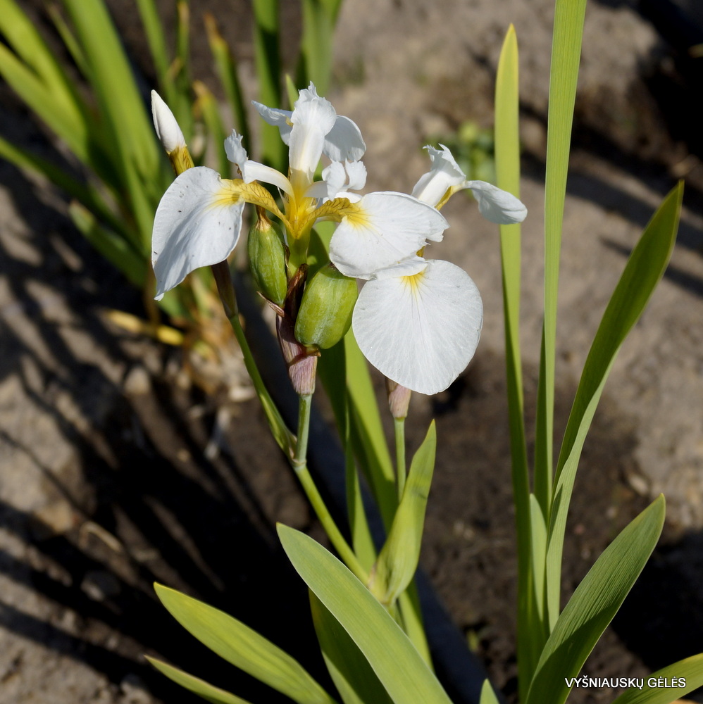 Iris setosa ‘Alba’ - Vyšniauskų gėlės