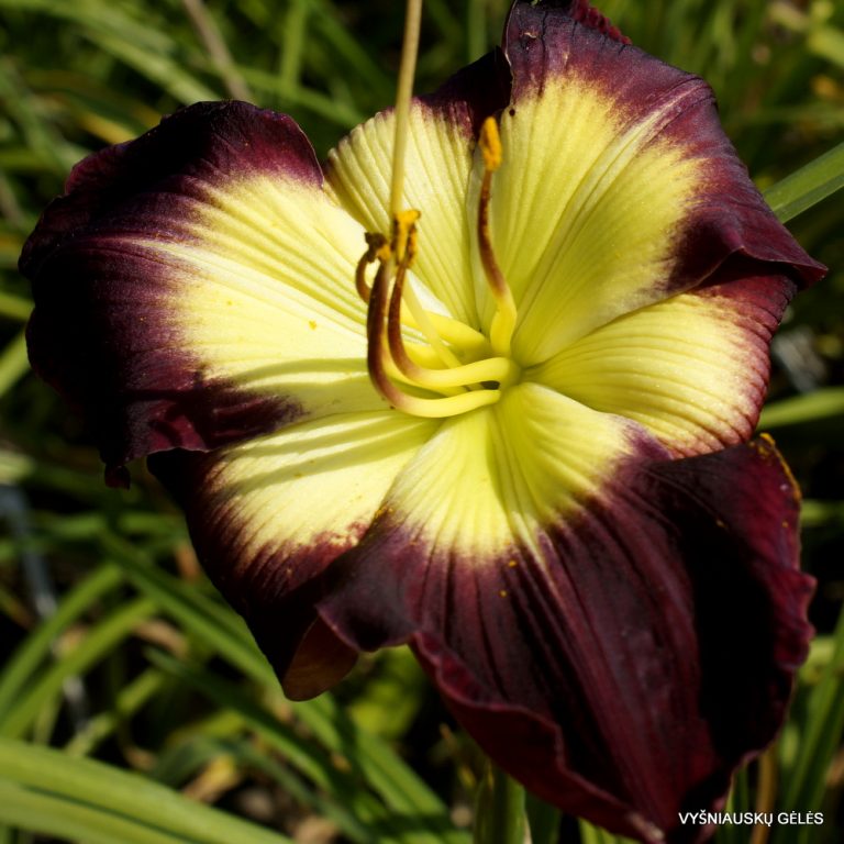 'Sharon‘s Delight' - Vyšniauskų gėlės