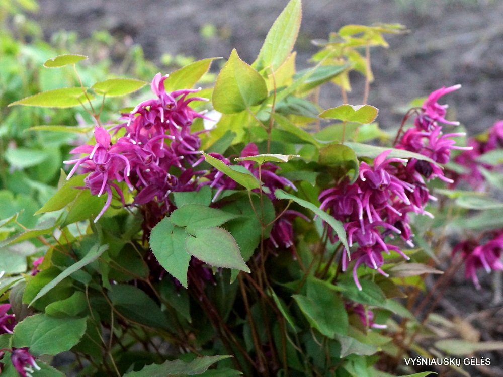 Epimedium grandiflorum 'Rose Queen' - Vyšniauskų gėlės