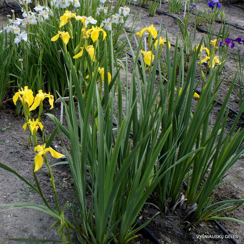 Iris pseudacorus 'Come In Spinner’ - Vyšniauskų gėlės
