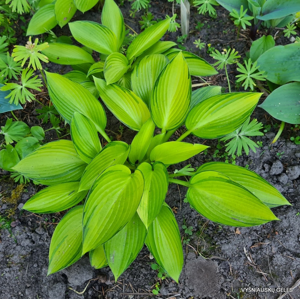 'June Fever' - Vyšniauskų gėlės