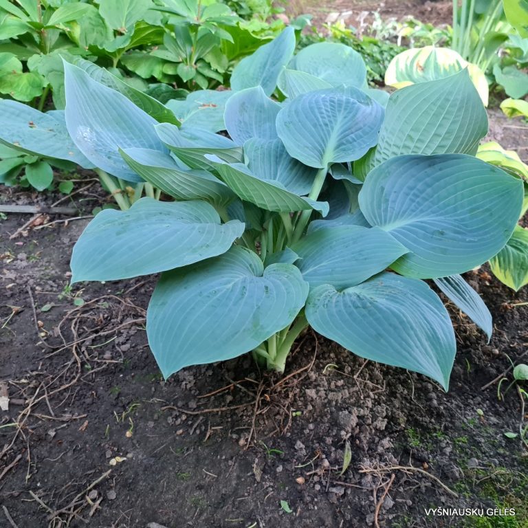 'Tarheel Blue' - Vyšniauskų gėlės