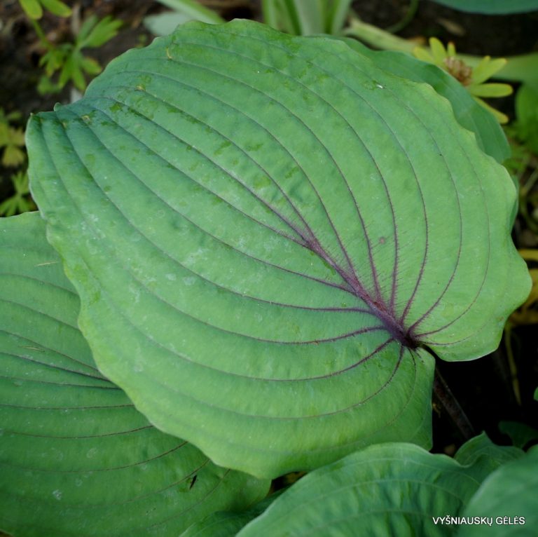 'Jack Berry' - Vyšniauskų gėlės