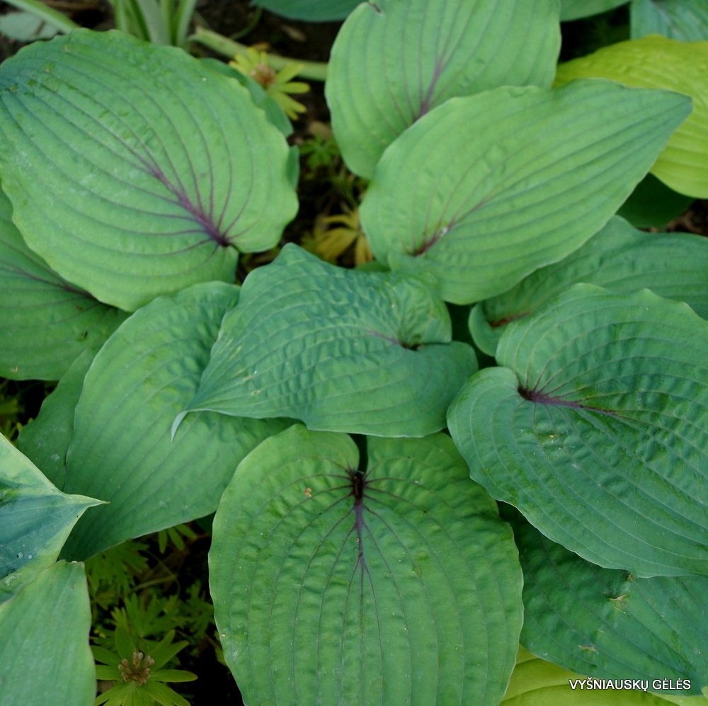 'Jack Berry' - Vyšniauskų gėlės