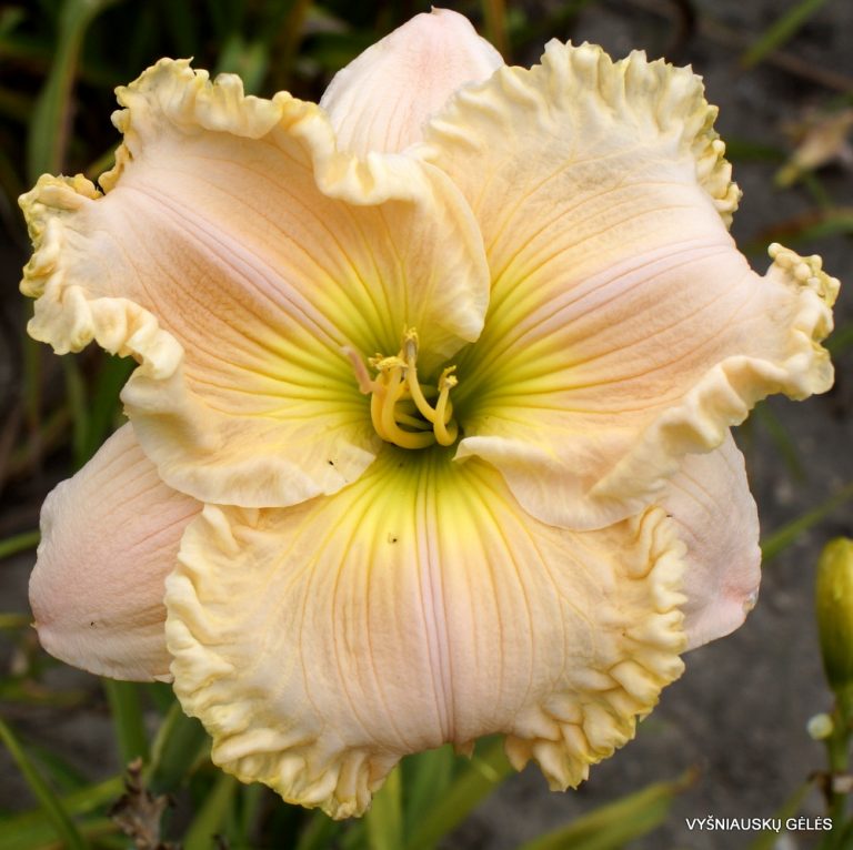 'Humble George' - Vyšniauskų gėlės