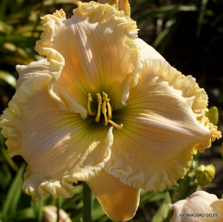 'Humble George' - Vyšniauskų gėlės