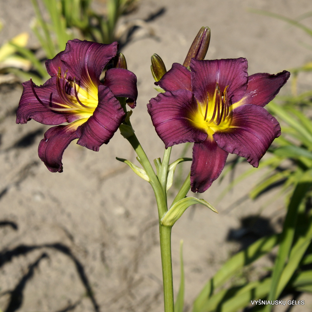 'Juris Little Blueberry' - Vyšniauskų gėlės