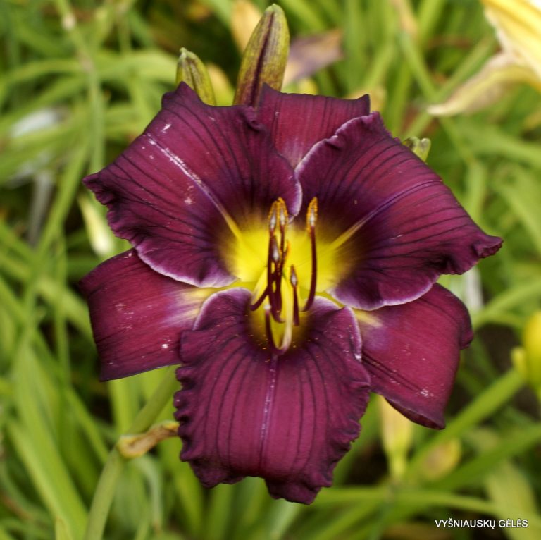 'Juris Little Blueberry' - Vyšniauskų gėlės