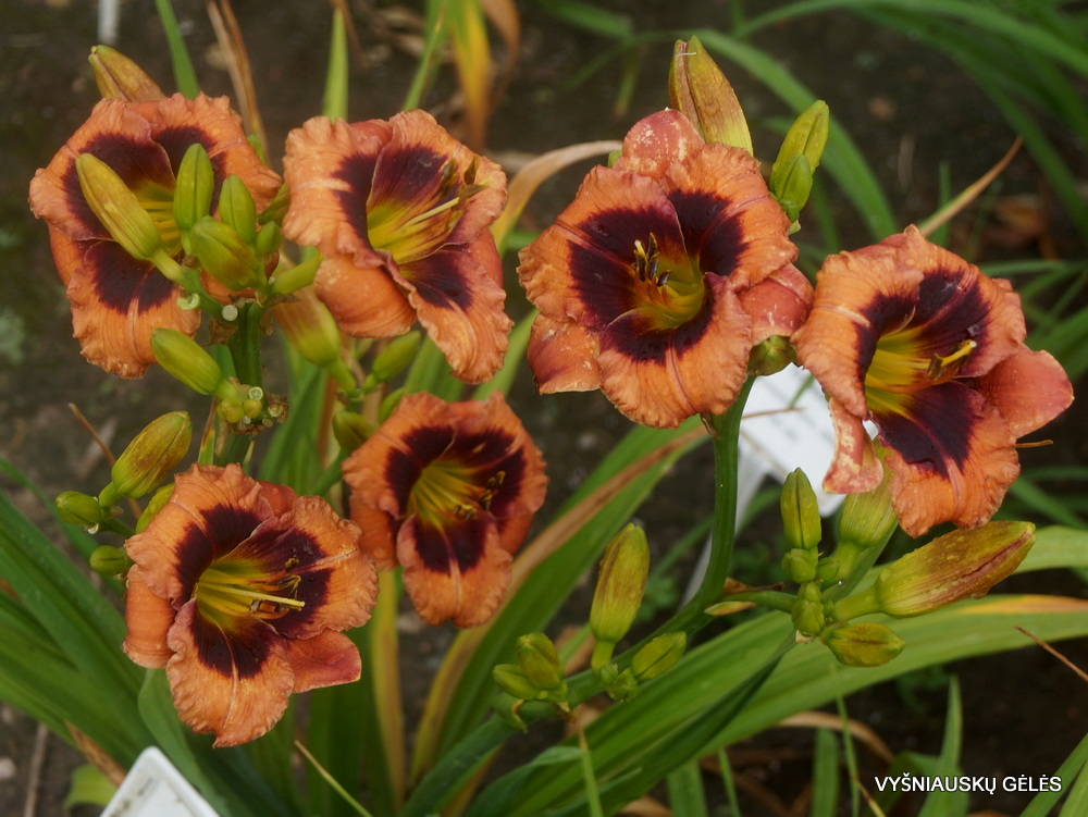 'Little Nico' - Vyšniauskų gėlės