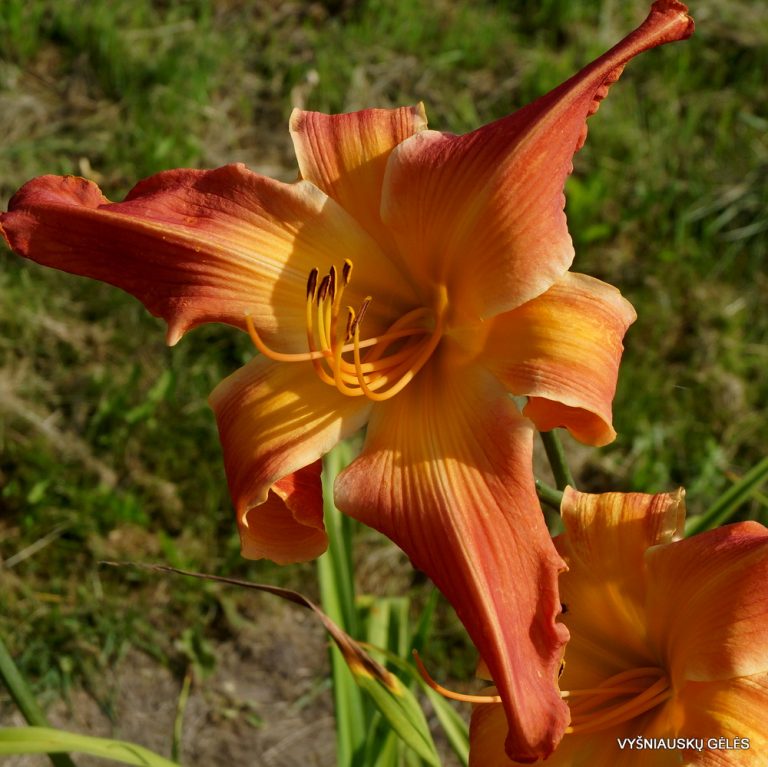 'Miss Demeanor' - Vyšniauskų gėlės
