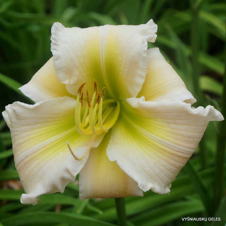 'Nancy Britz' - Vyšniauskų gėlės