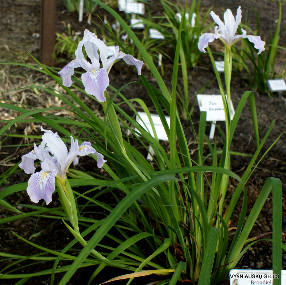 Iris (PC) ‘Broadleigh Angela’ - Vyšniauskų gėlės