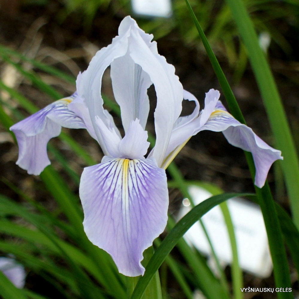 Iris (PC) ‘Broadleigh Angela’ - Vyšniauskų gėlės